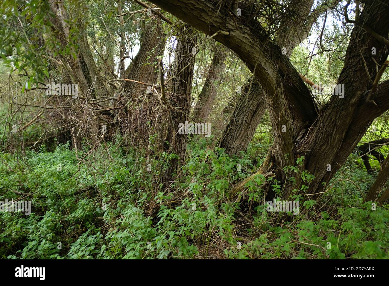Nice pretty green hi-res stock photography and images - Alamy