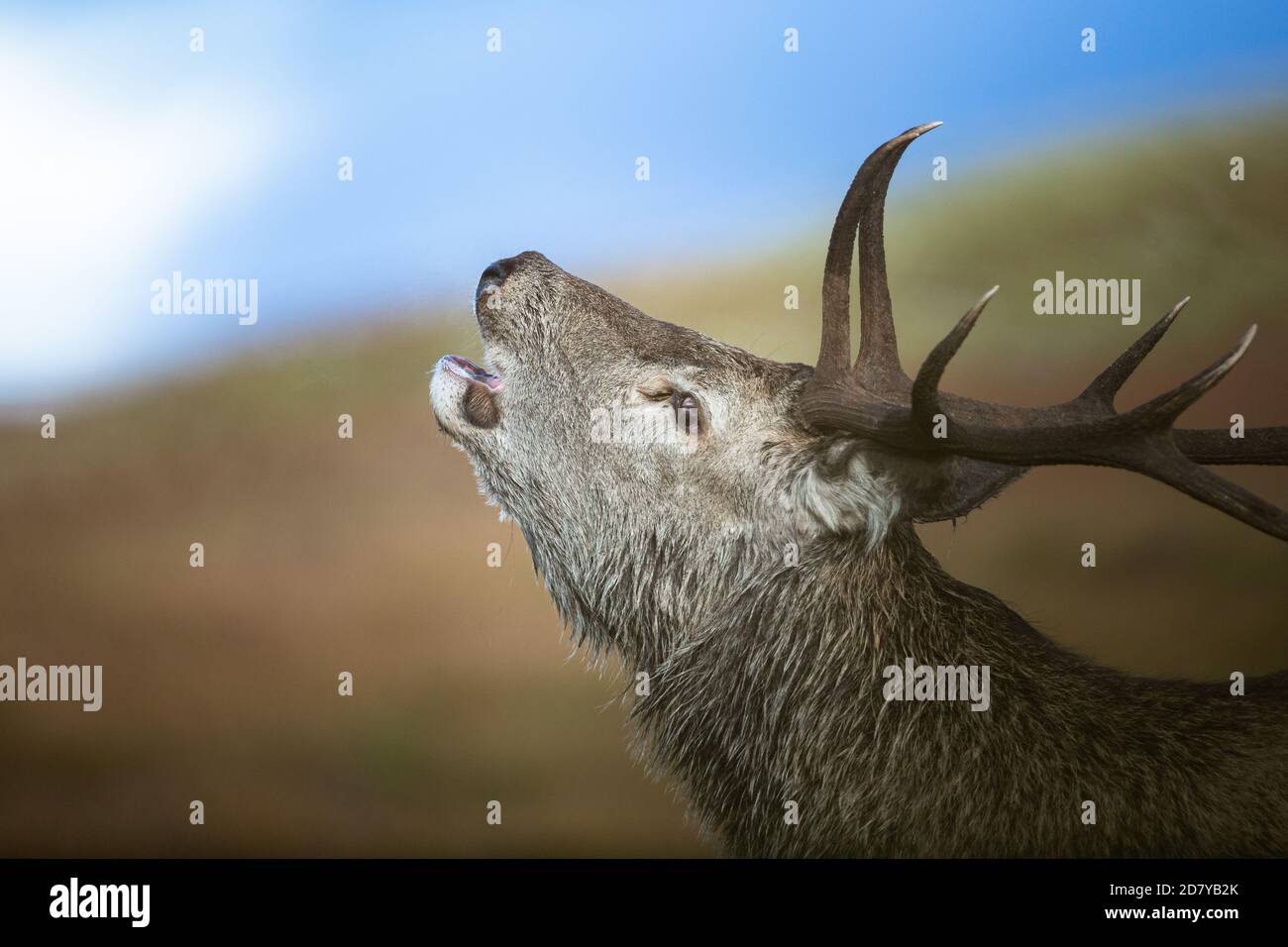 Red Deer stag in Scotish Highlands during the rut Stock Photo - Alamy