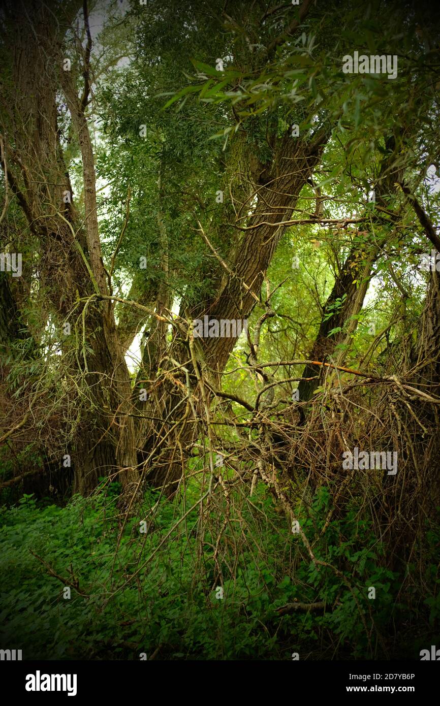 Pretty tree hi-res stock photography and images - Alamy