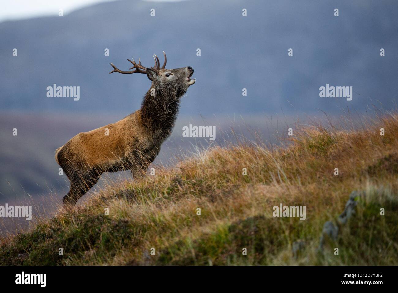 Red Deer stag during the rut, Applecross, Scotland, UK Stock Photo - Alamy