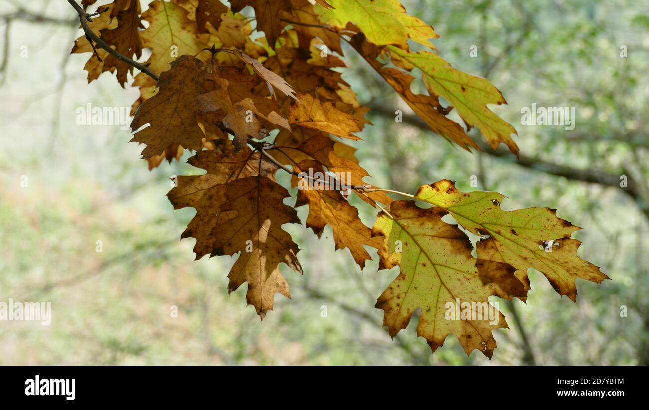 Tree leaves and branches among the forest vegetation. Unedited ...