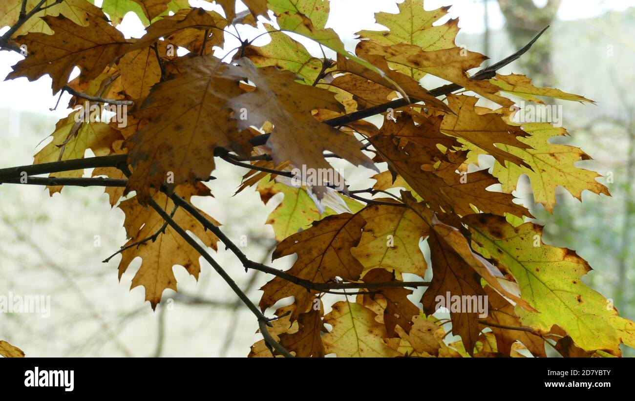 Tree leaves and branches among the forest vegetation. Unedited ...