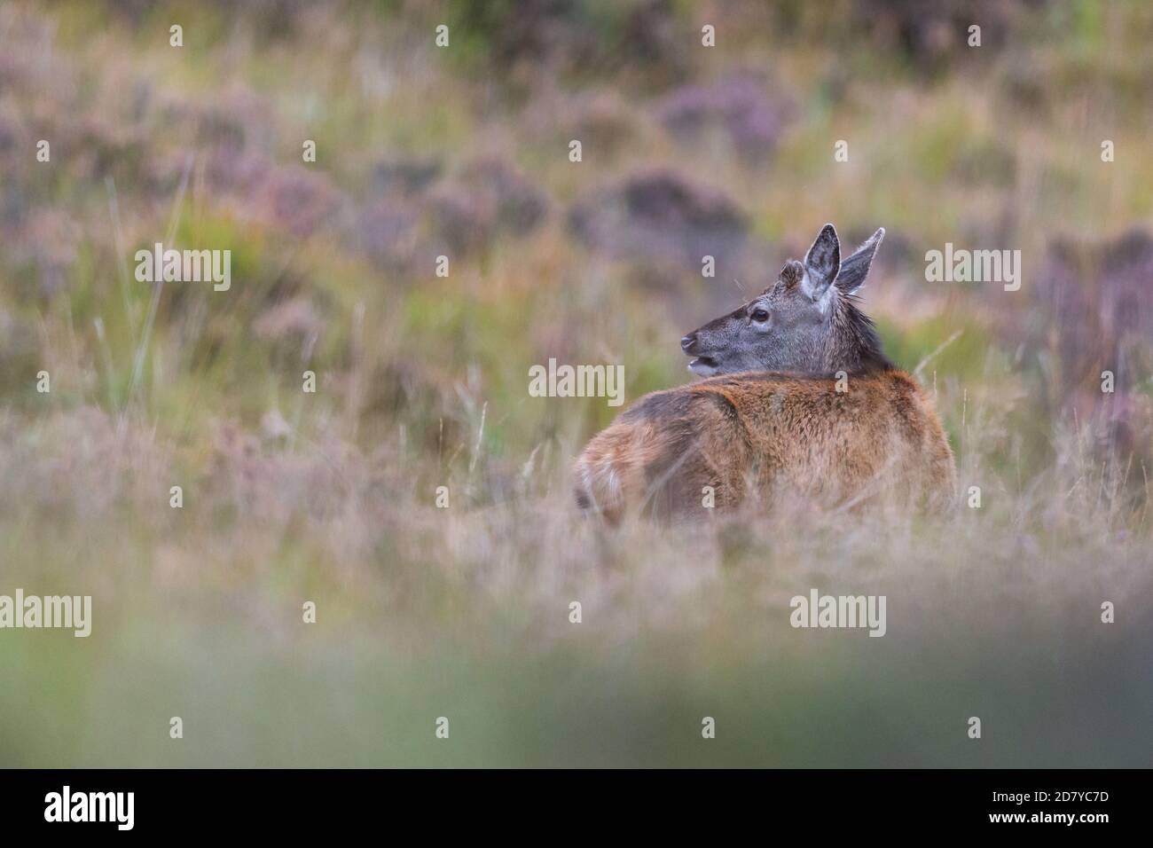 Herd red deer in scotland hi-res stock photography and images - Alamy