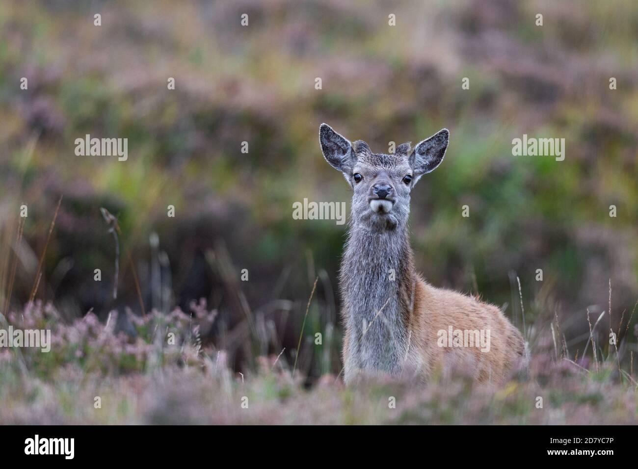 Red Deer hind in Applecross, Scotland, UK Stock Photo - Alamy