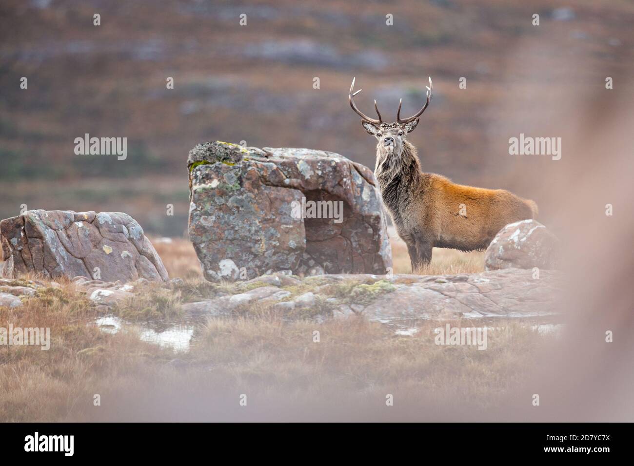 Red Deer stag during the rut, Applecross, Scotland, UK Stock Photo - Alamy