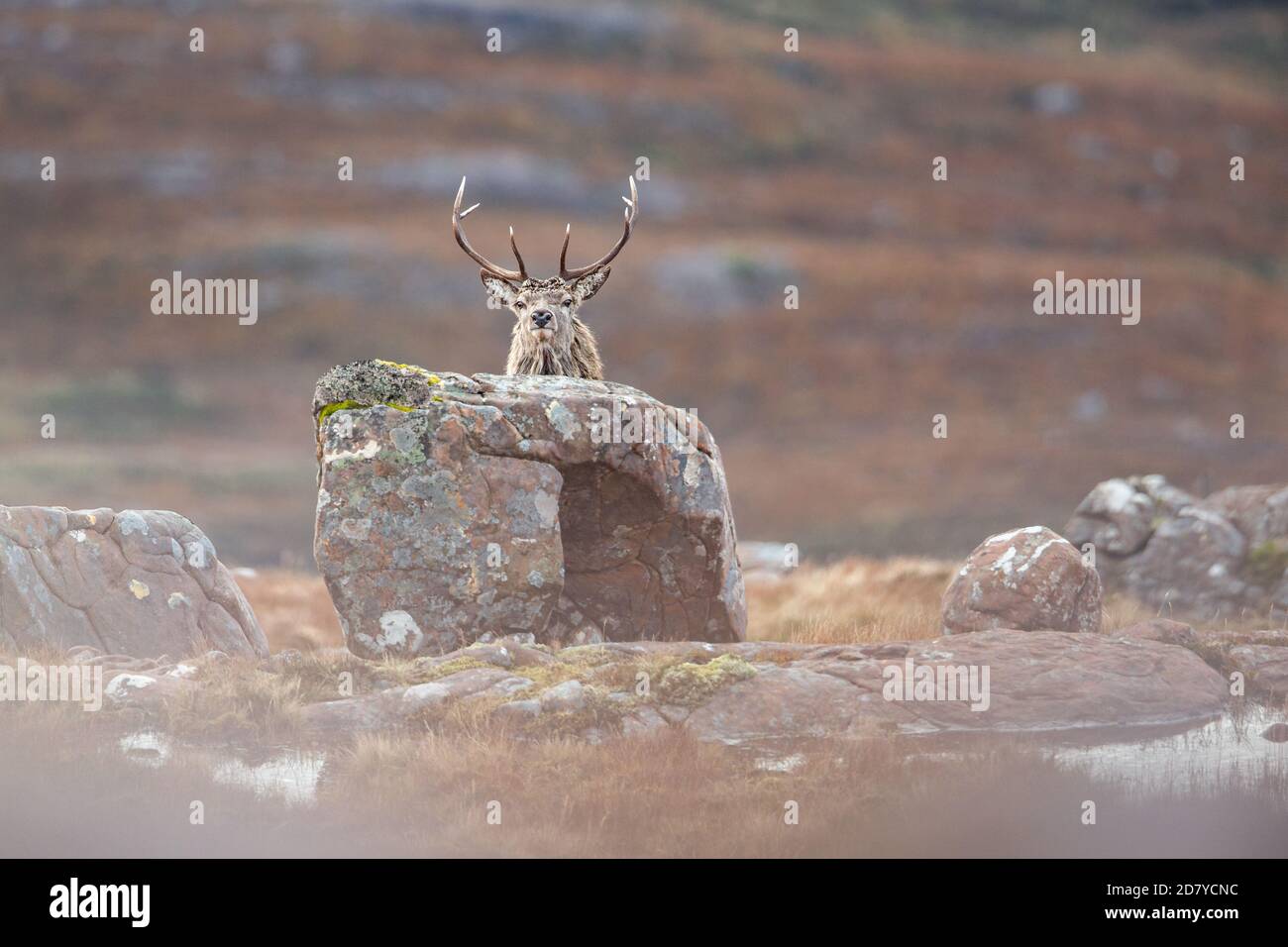 Red Deer stag during the rut, Applecross, Scotland, UK Stock Photo - Alamy
