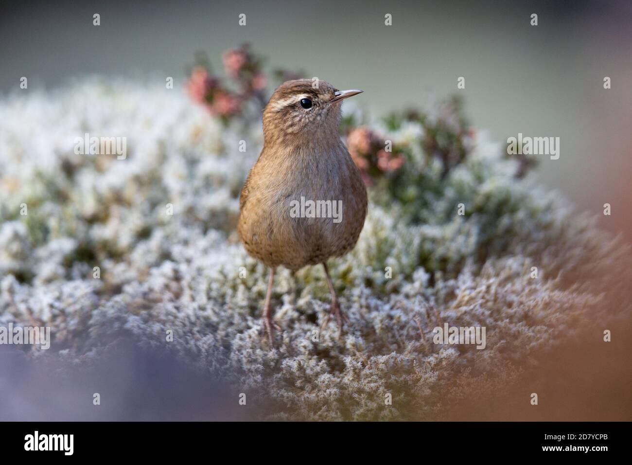 Wren foraging for food on a mossy rock in the Scottish Highlands Stock ...