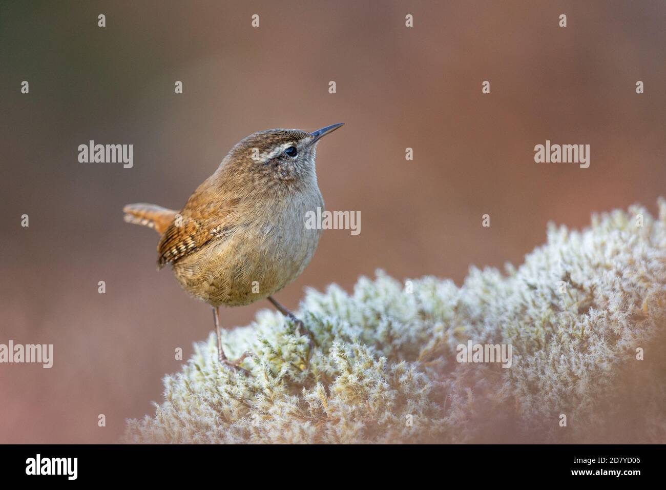Wren foraging for food on a mossy rock in the Scottish Highlands Stock ...