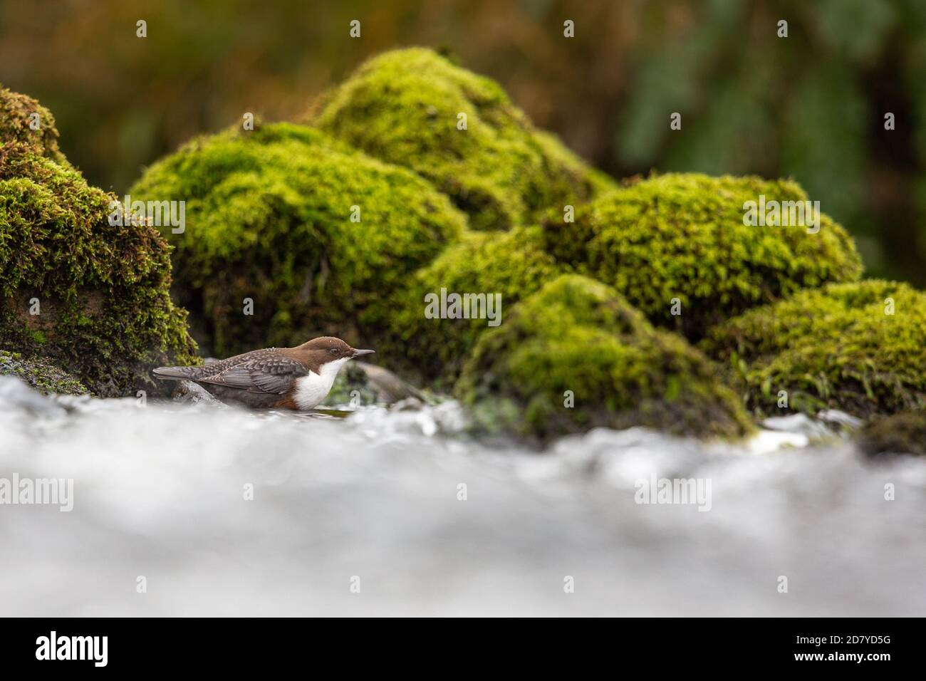 Dipper foraging for food in a river in the Scottish Highlands Stock ...