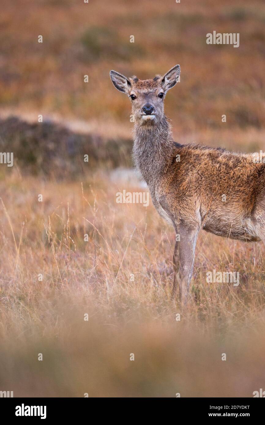Red Deer hind in Applecross, Scotland, UK Stock Photo - Alamy