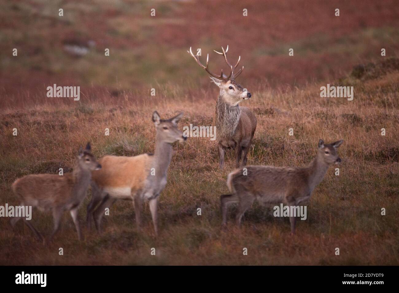 Red Deer stag in Scotish Highlands during the rut Stock Photo - Alamy