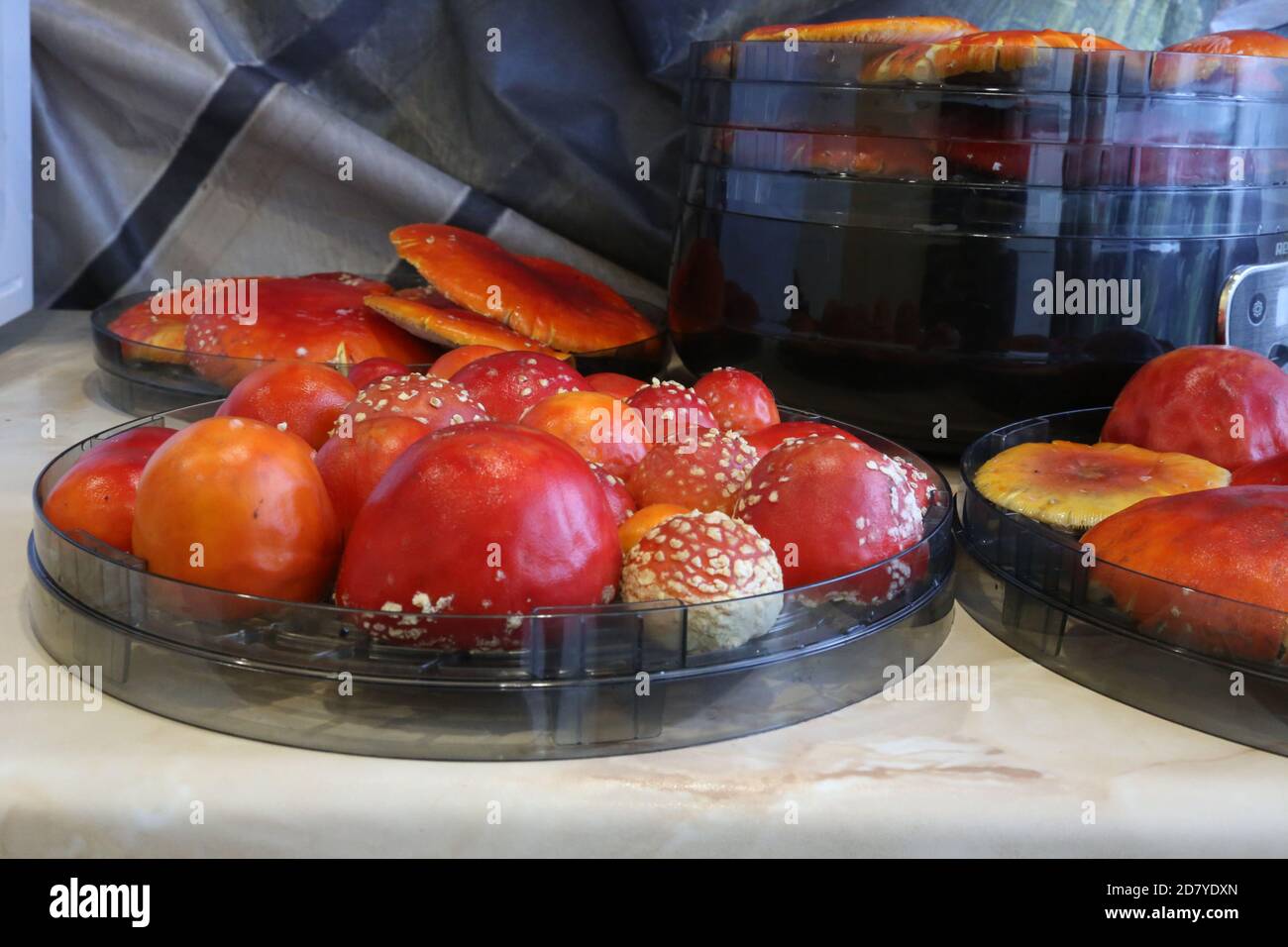 Red fly agaric. Amanita Muscaria. Open the cap of a ripe mushroom in ...