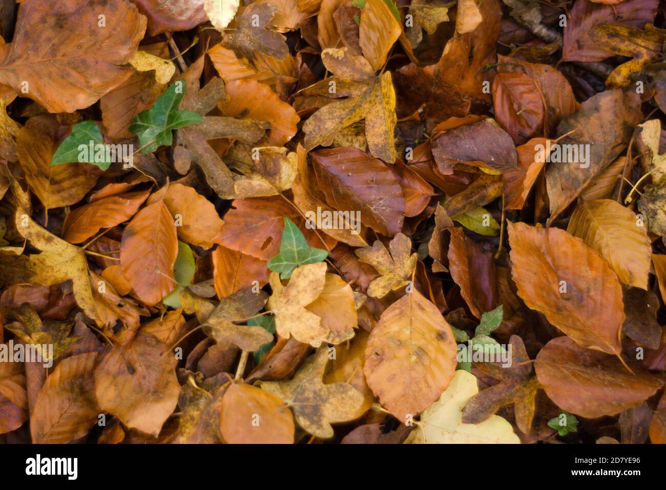 Floor woods autumn hi-res stock photography and images - Alamy