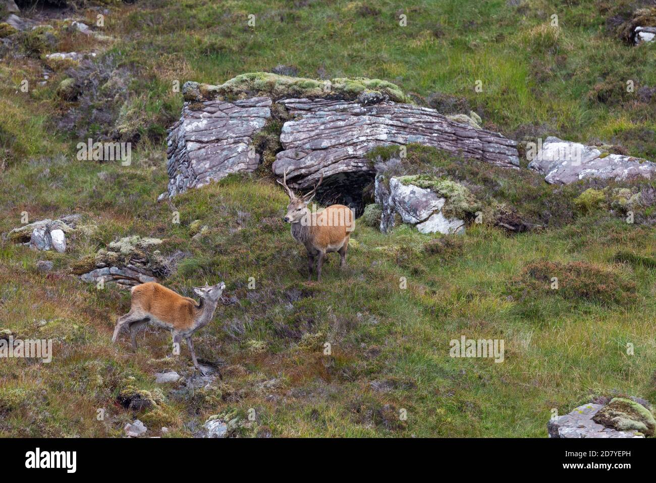 Red Deer stag in Scotish Highlands during the rut Stock Photo - Alamy