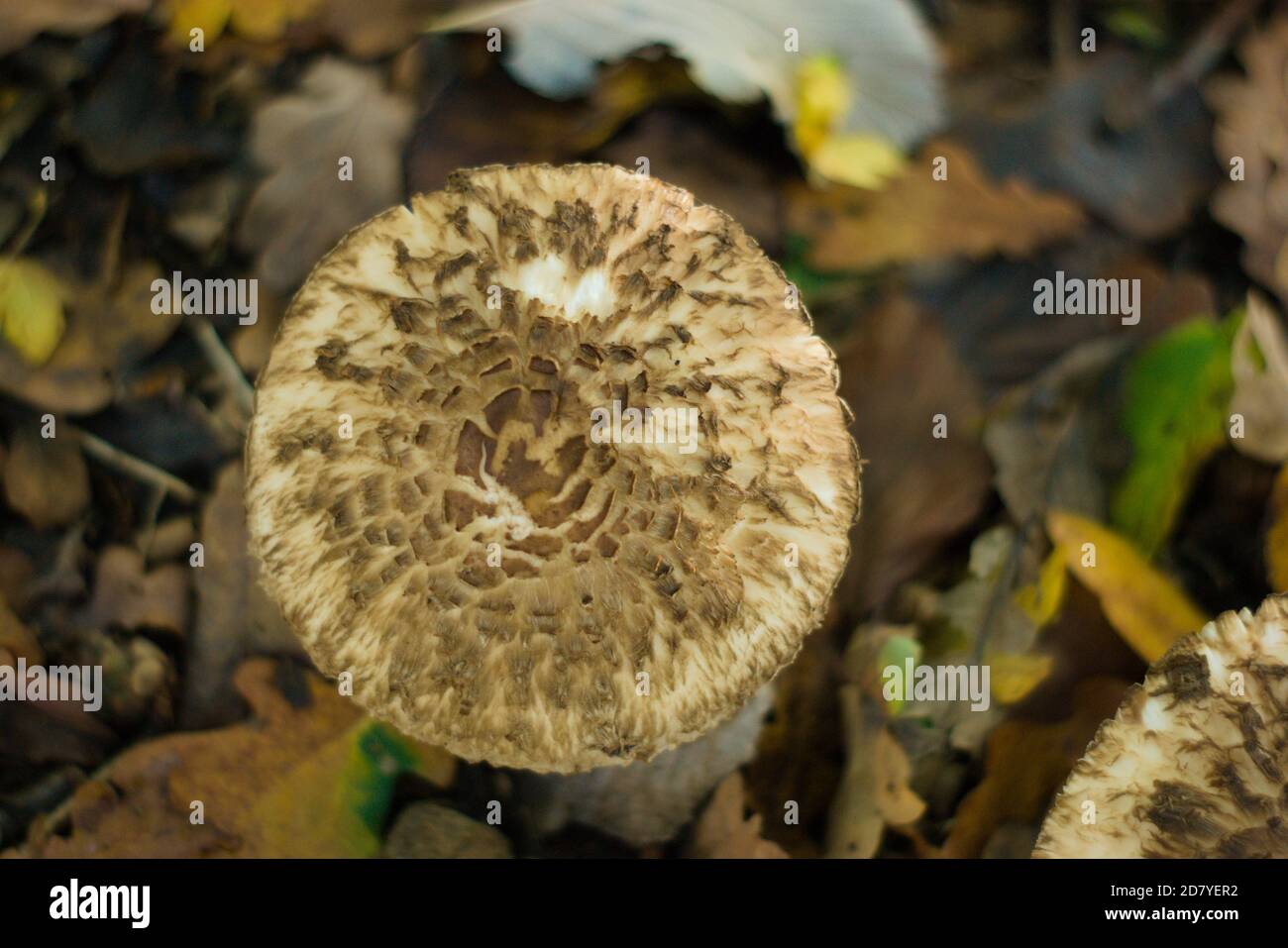 Large fungi cap on forest floor Stock Photo - Alamy