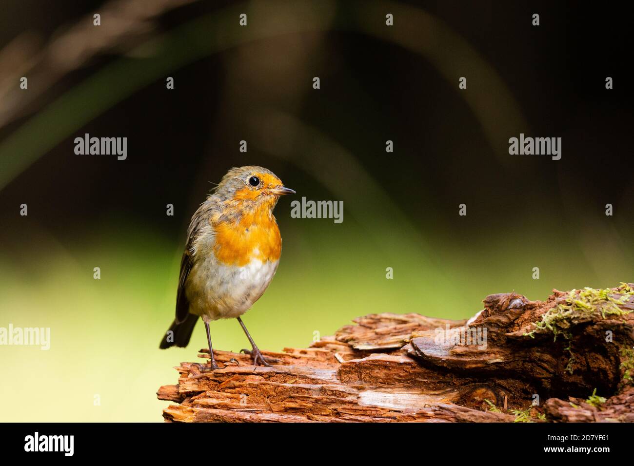 Robin foraging for food in a Scottish woodland Stock Photo - Alamy