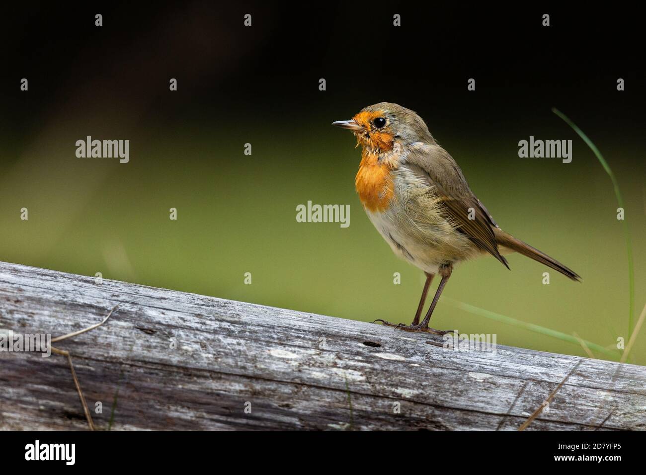 Robin foraging for food in a Scottish woodland Stock Photo - Alamy