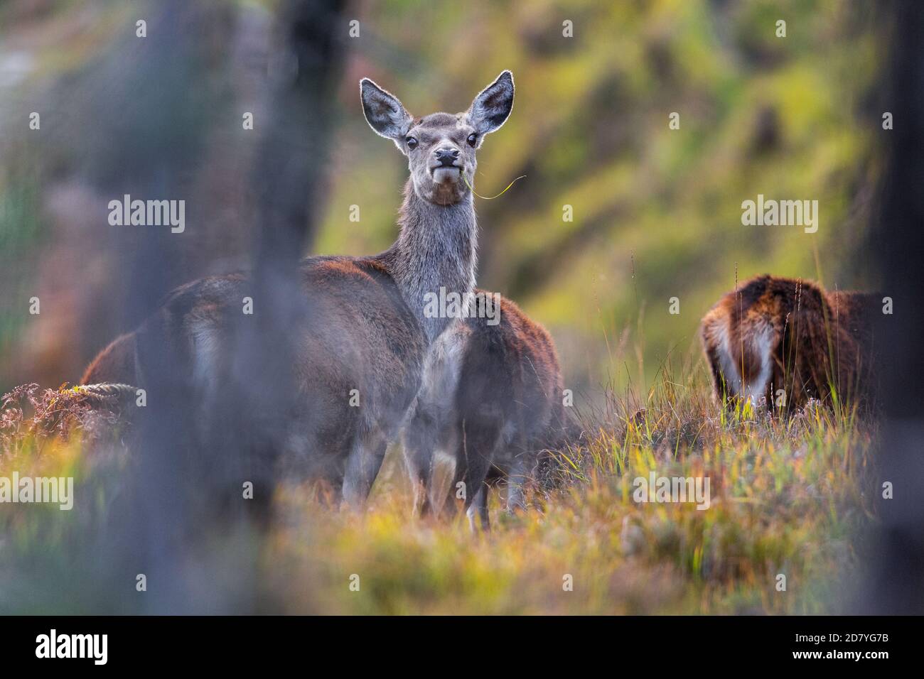 Red Deer hind in Applecross, Scotland, UK Stock Photo - Alamy