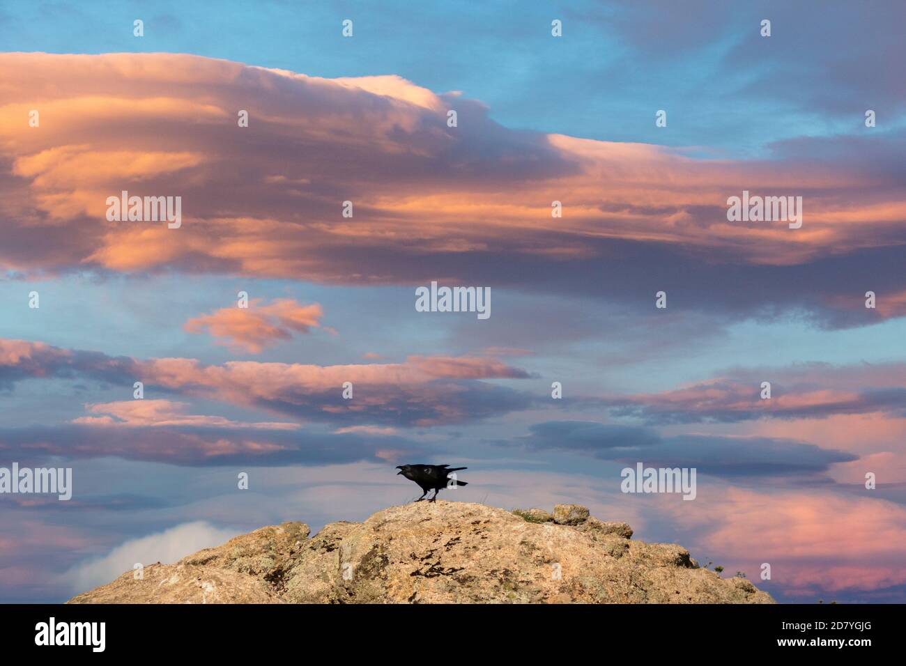 Bird squawking hi-res stock photography and images - Alamy