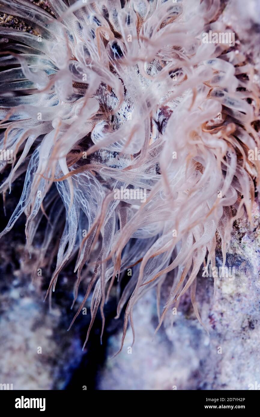 Trumpet anemone hi-res stock photography and images - Alamy