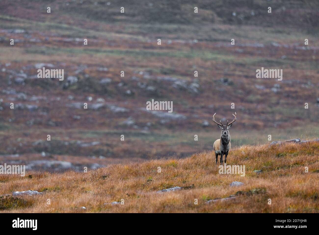 Scottish deer in landscape hi-res stock photography and images - Alamy