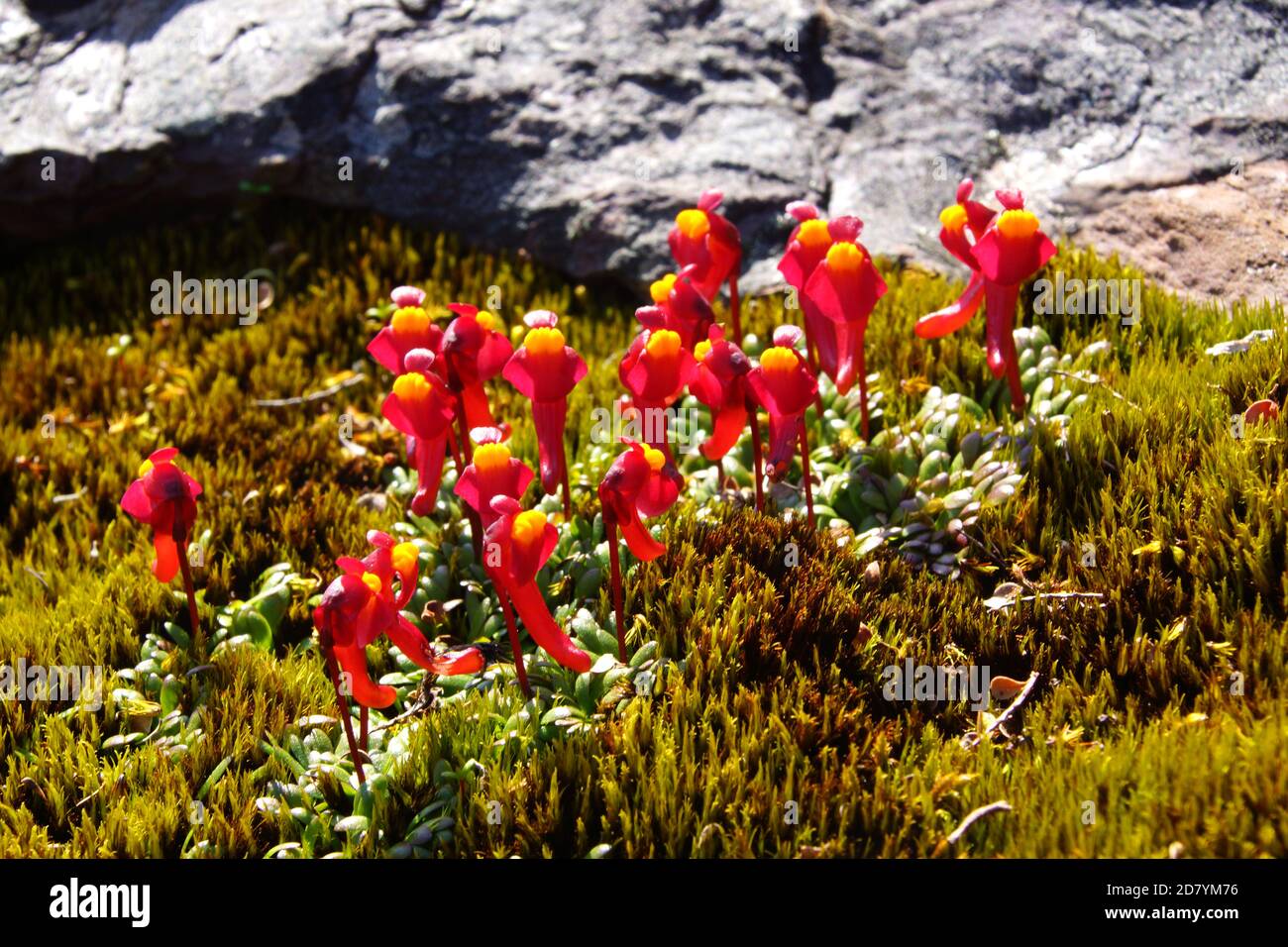 Red flowers of Utricularia menziesii, a western Australian bladderwort ...