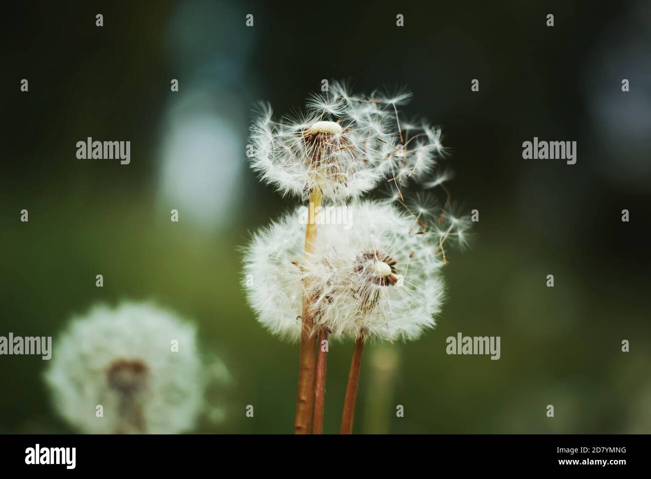 A few fluffy dandelion flowers grow in the field, and the wind blows ...