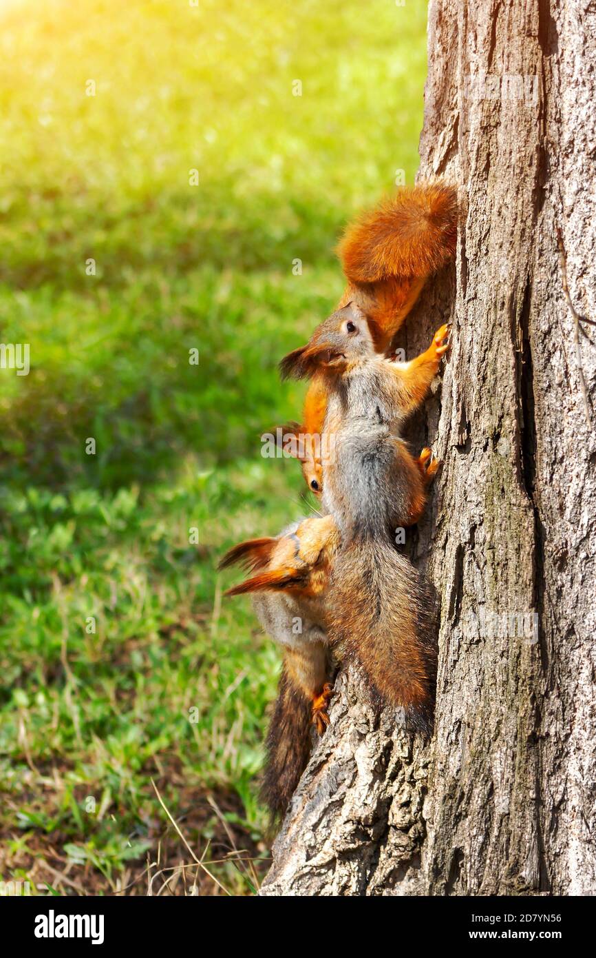 red squirrels - mom and two her children on a tree trunk . Sciurus ...