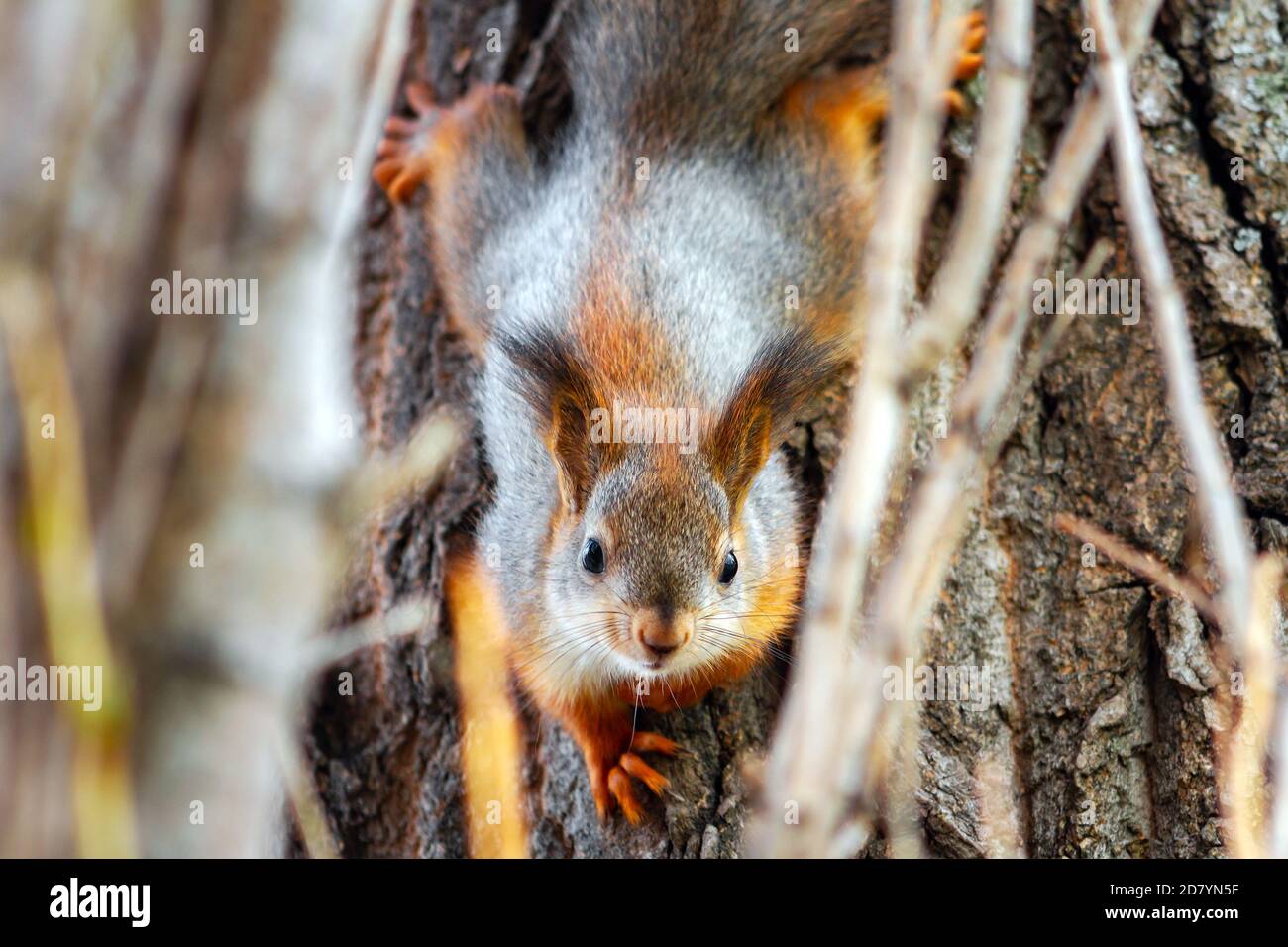 young red squirrel looking at the camera on a tree trunk. Sciurus ...