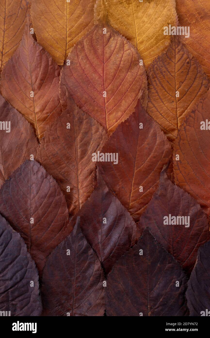 Autumn leaves gradient background. Top view Stock Photo - Alamy
