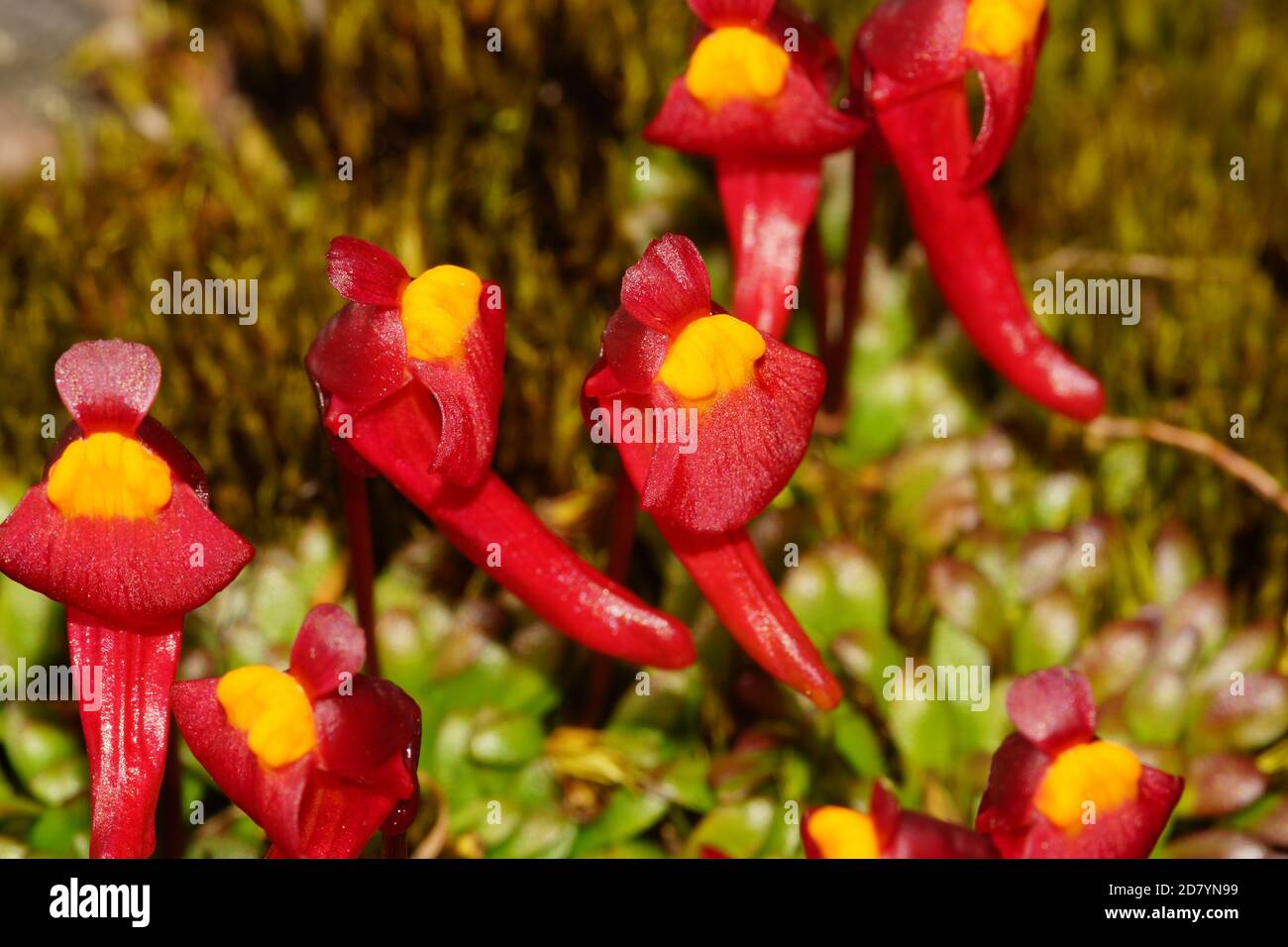 Carnivorous bladderwort australia hi-res stock photography and images ...