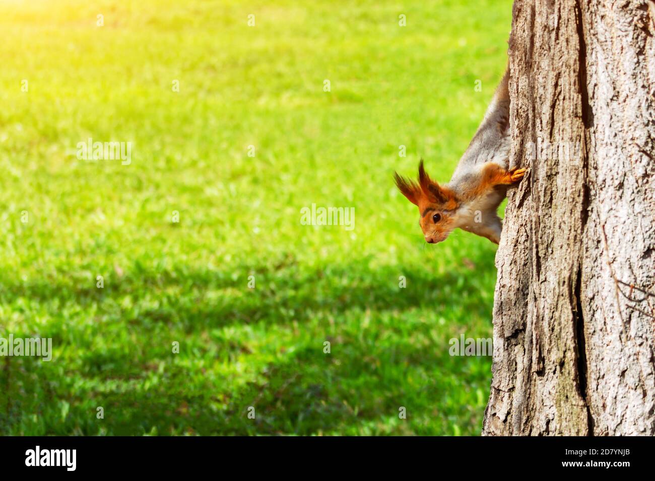young red squirrel looks out from behind a tree trunk on a green grass ...
