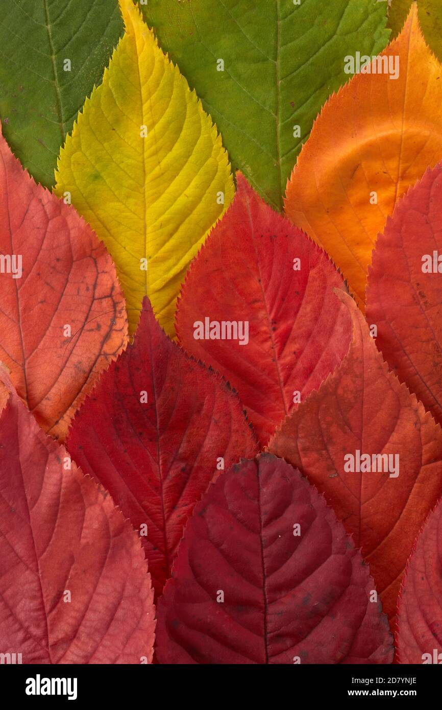 Autumn leaves rainbow color gradient. Autumn season change concept ...