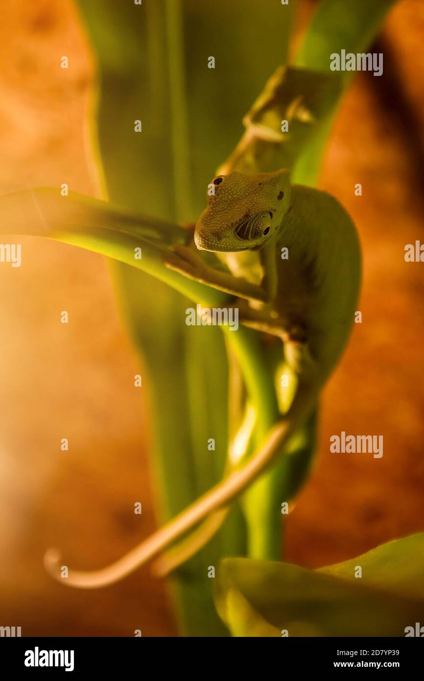 Cute green chameleon is resting on branch and looking at camera Stock ...