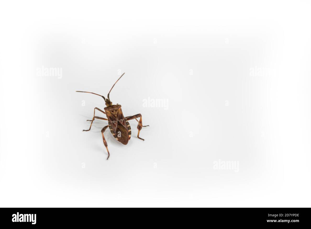 Cockroach bug on a white background Stock Photo - Alamy