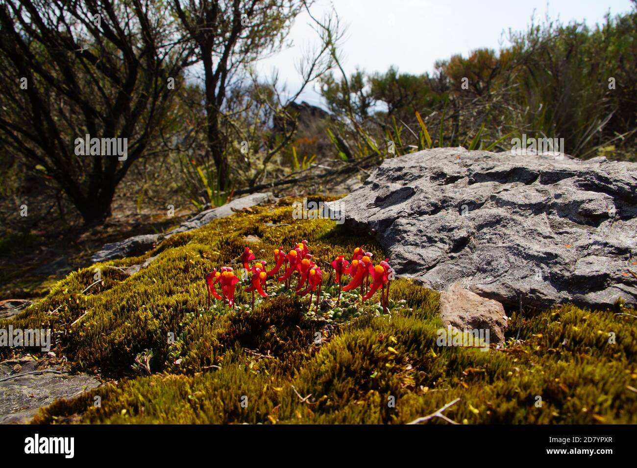 Australian native moss hi-res stock photography and images - Alamy