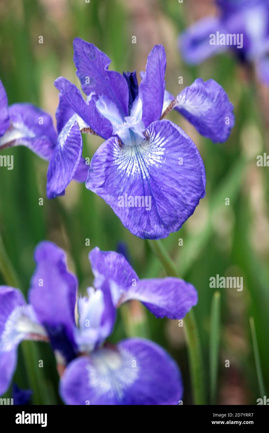 Blue Siberian Iris, Iris sibirica "Grand Junction" flower portrait ...