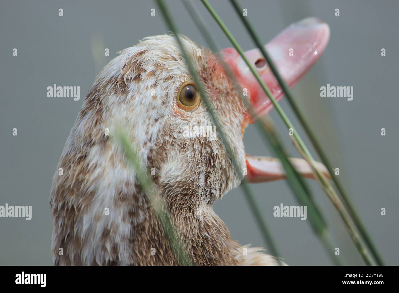 Goose macro hi-res stock photography and images - Alamy
