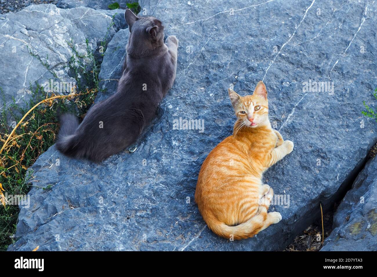 Cat Top View Walking