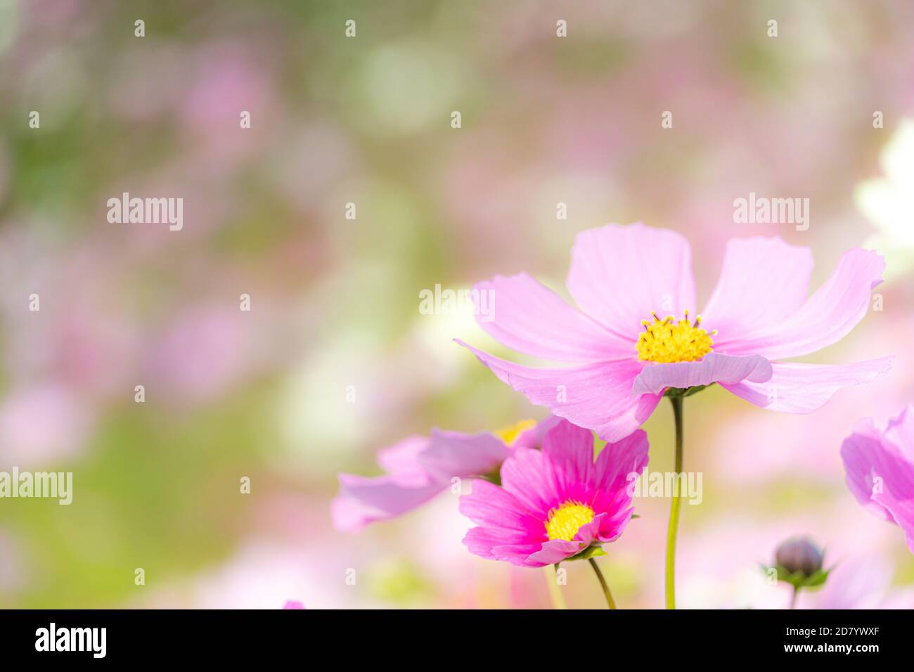 Beautiful cosmos in early autumn in Japan Stock Photo - Alamy
