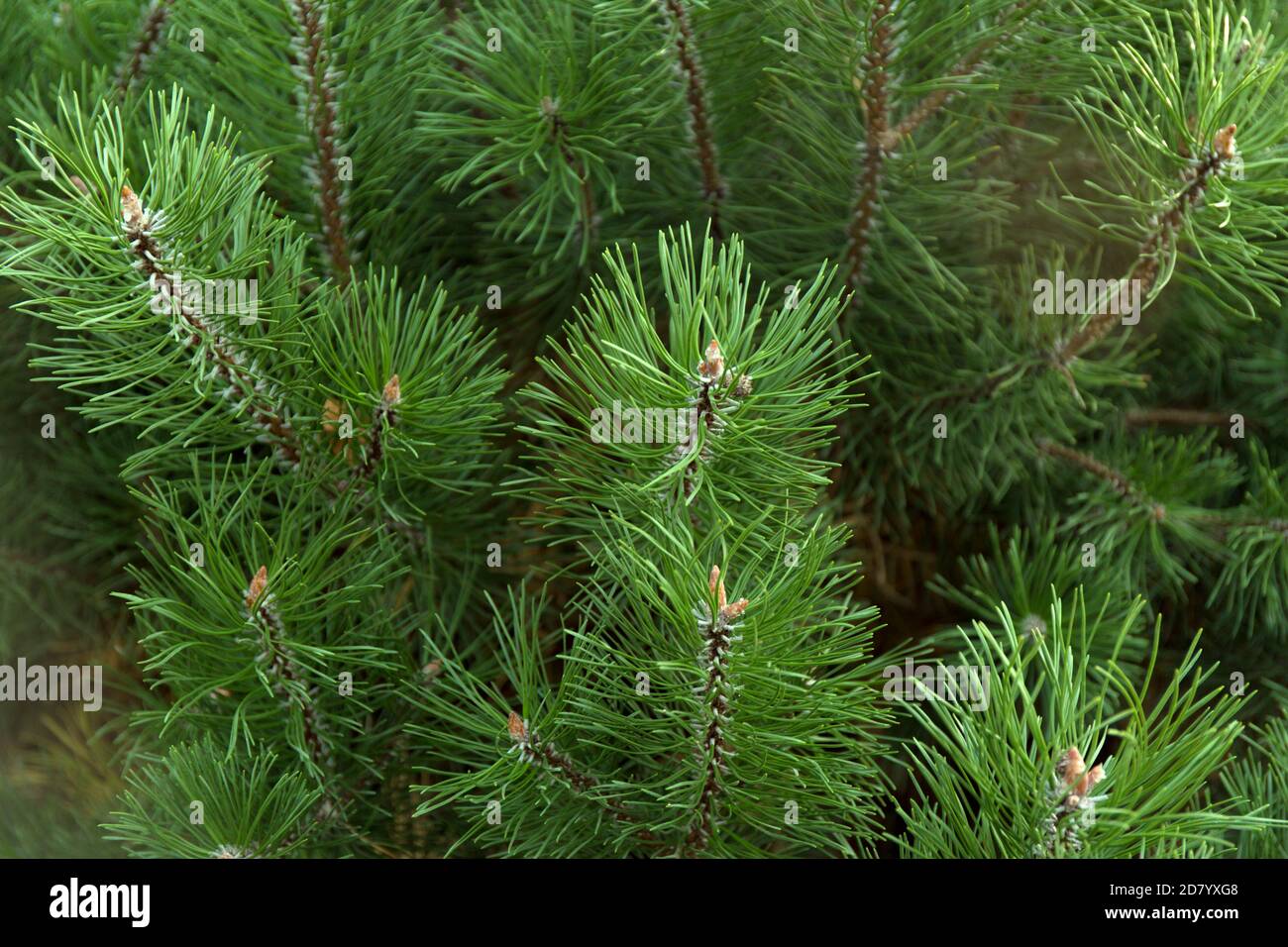 Macro background of Christmas green tree branches Stock Photo - Alamy