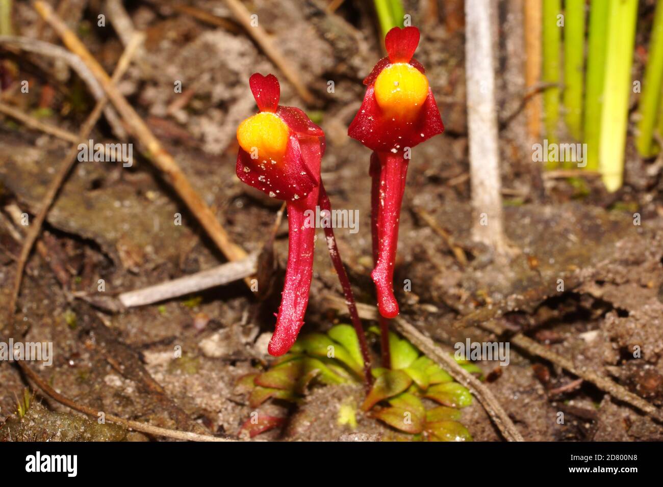 Close-up of red and yellow coloured flowers of Utricularia menziesii, a ...
