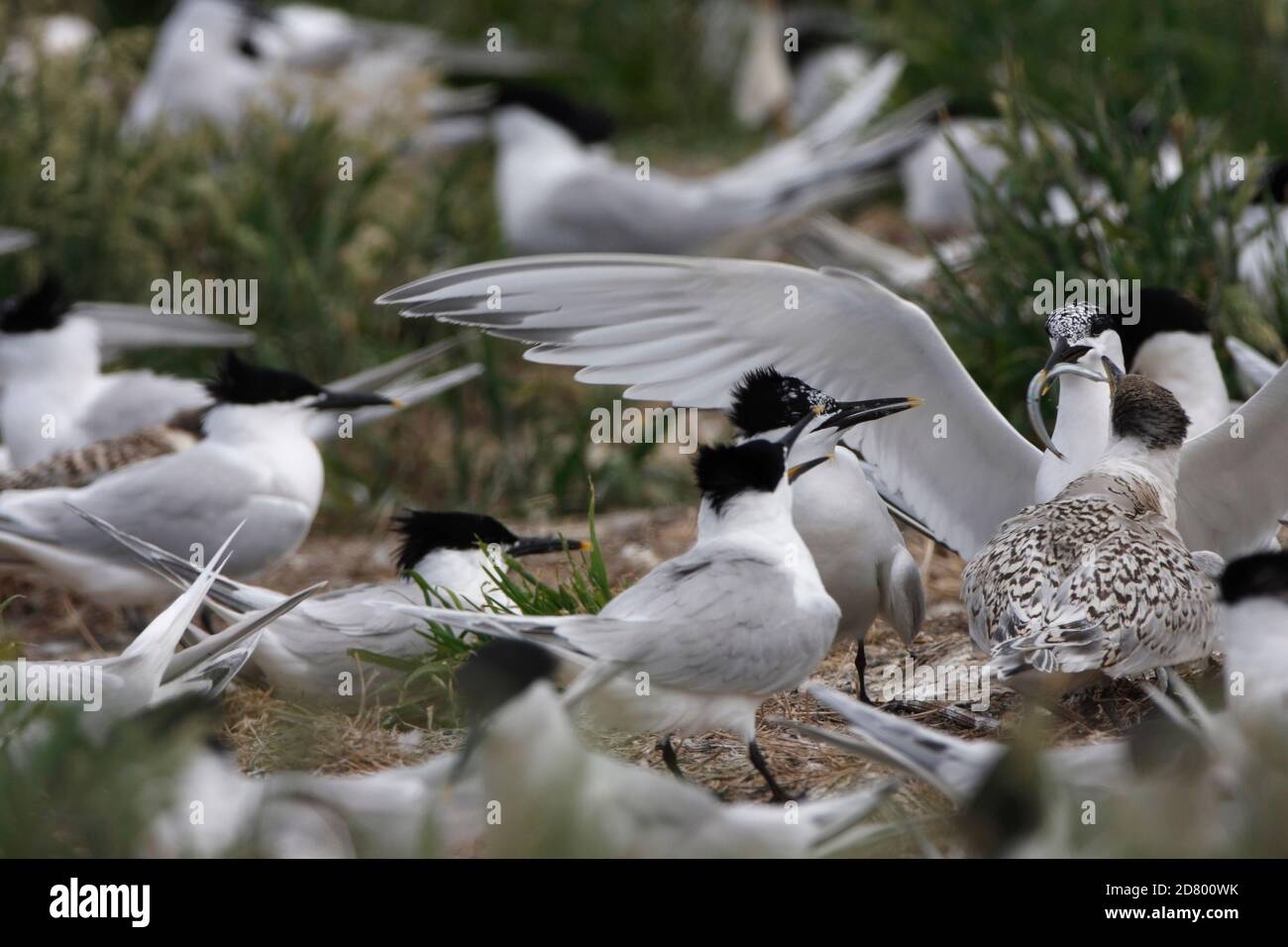 SANDWICH TERN (Sterna sandvicensis) adult lands in the breeding colony ...