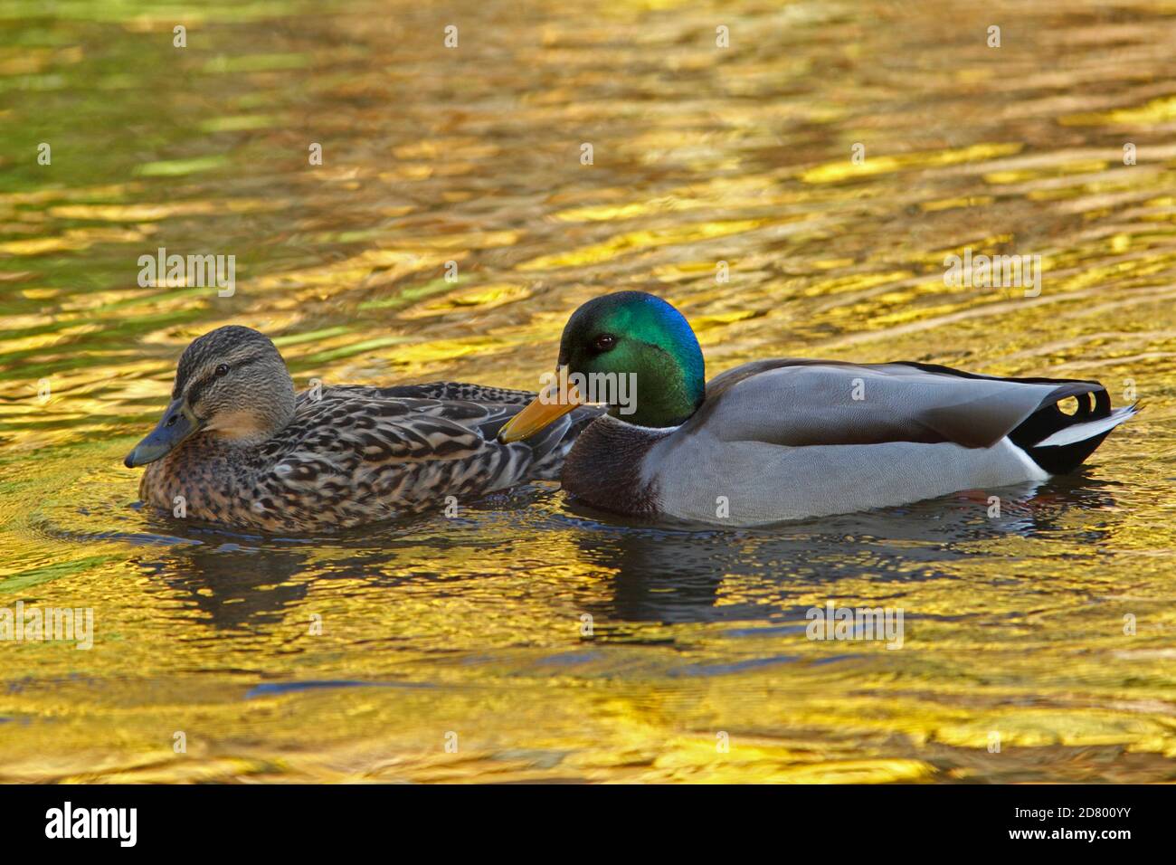 Mallard duck drake females hi-res stock photography and images - Alamy
