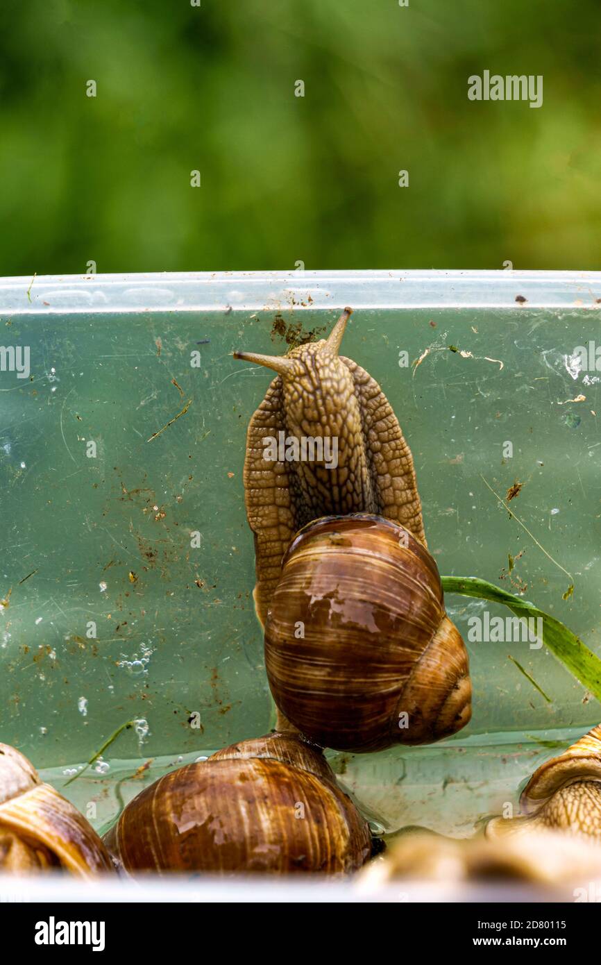 Grape snails are picked from a plastic box Stock Photo - Alamy