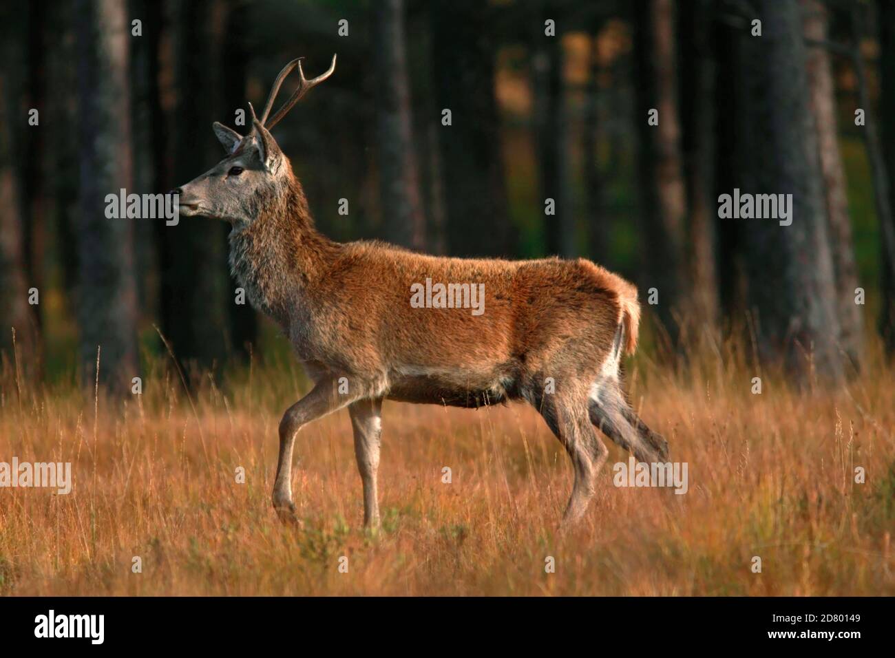 Scottish stags hi-res stock photography and images - Alamy
