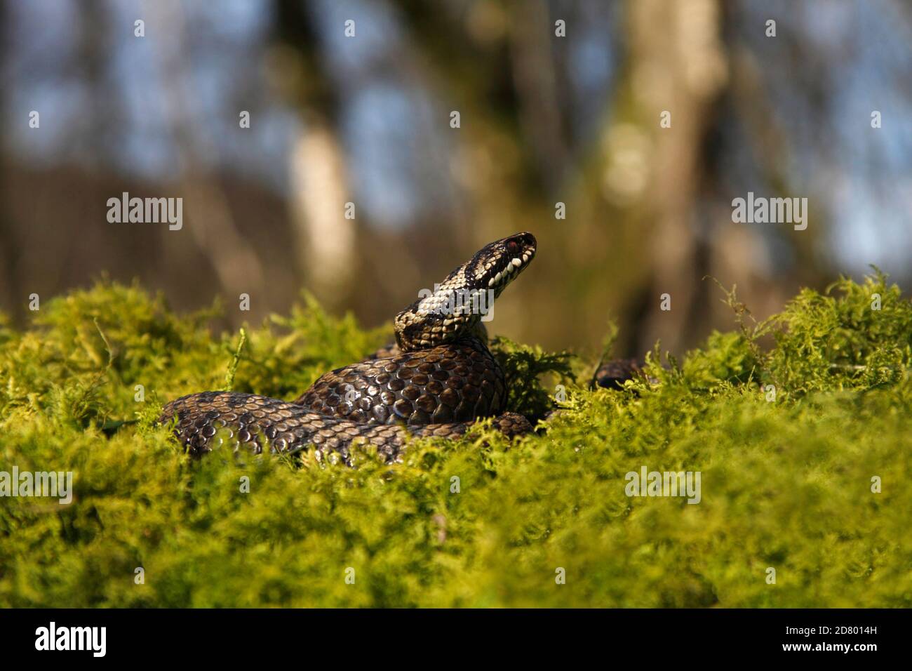 Adder scotland hi-res stock photography and images - Alamy