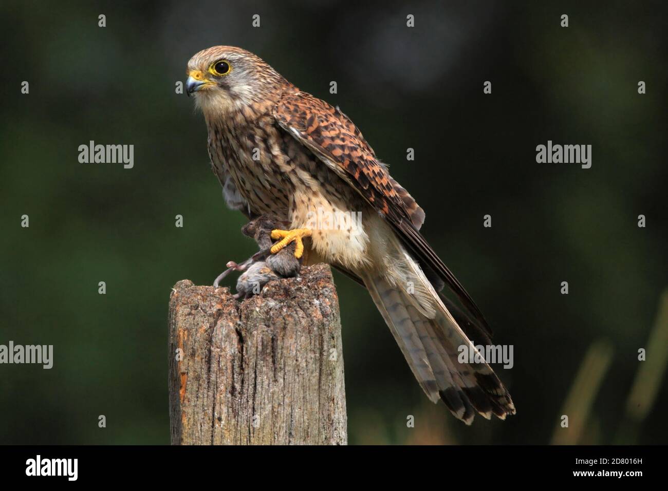 Female european kestrel hi-res stock photography and images - Alamy