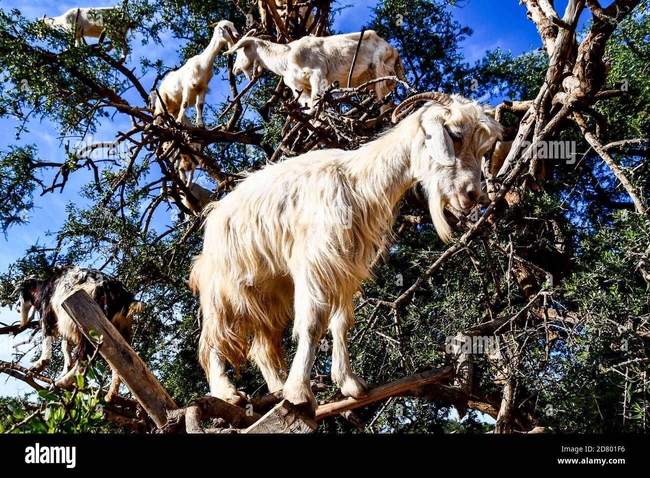 goat on a farm, photo as background Stock Photo - Alamy