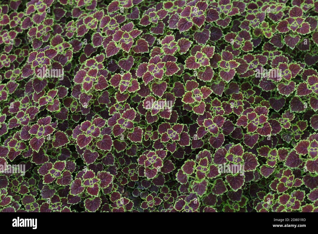 Coleus (Coleus scutellarioides), also known as the painted nettle Stock ...